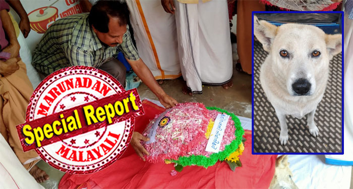 kuthirapnathi appu dog | 'പ്രിയപ്പെട്ട അപ്പു നമ്മെ വിട്ടുപിരിഞ്ഞ കാര്യം ...